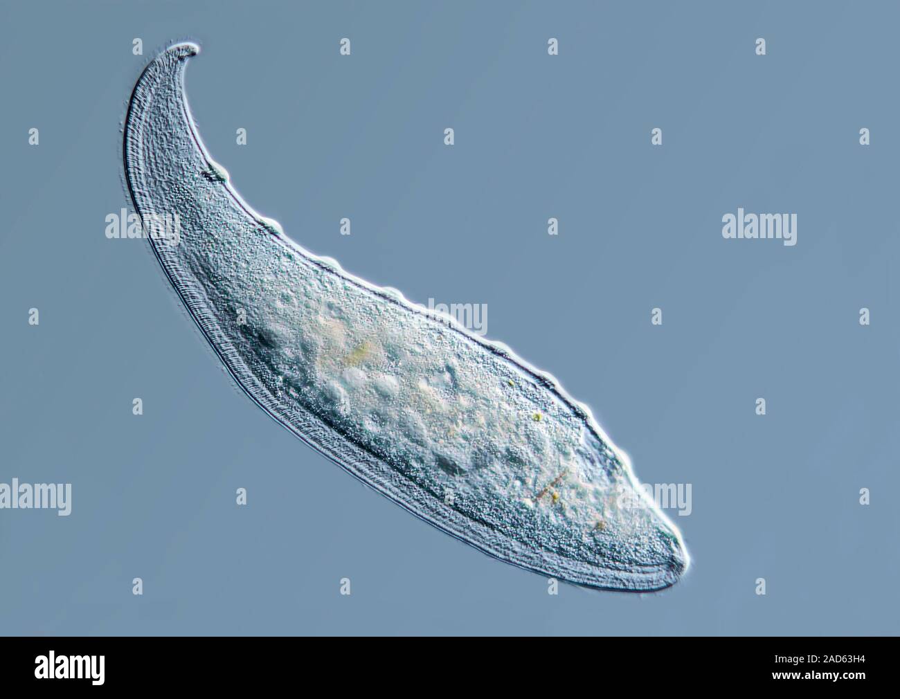 Light micrograph of the pleurostomatid ciliate Loxophyllum meleagris ...