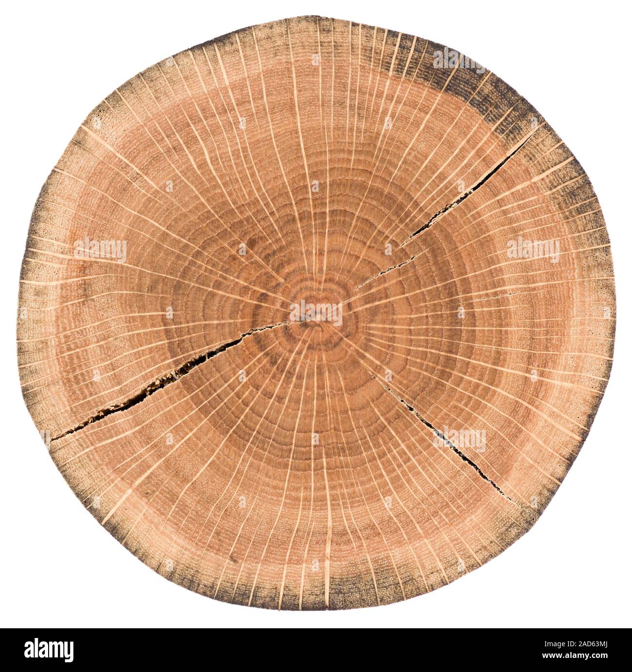 Oak tree slice. Round wood slab with annual rings and cracks isolated ...