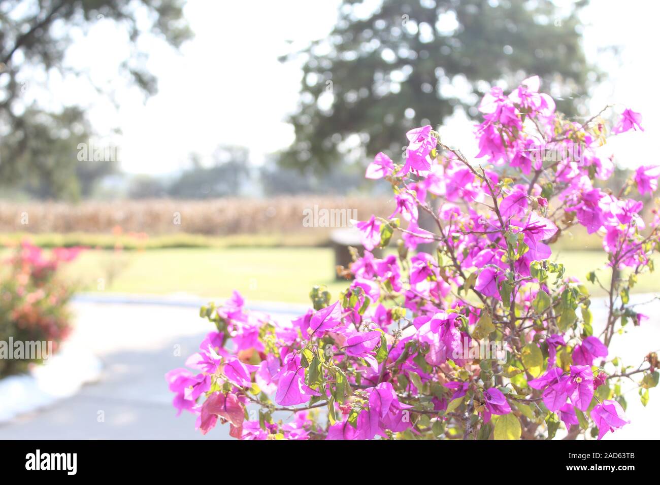 Bugambilia hi-res stock photography and images - Alamy