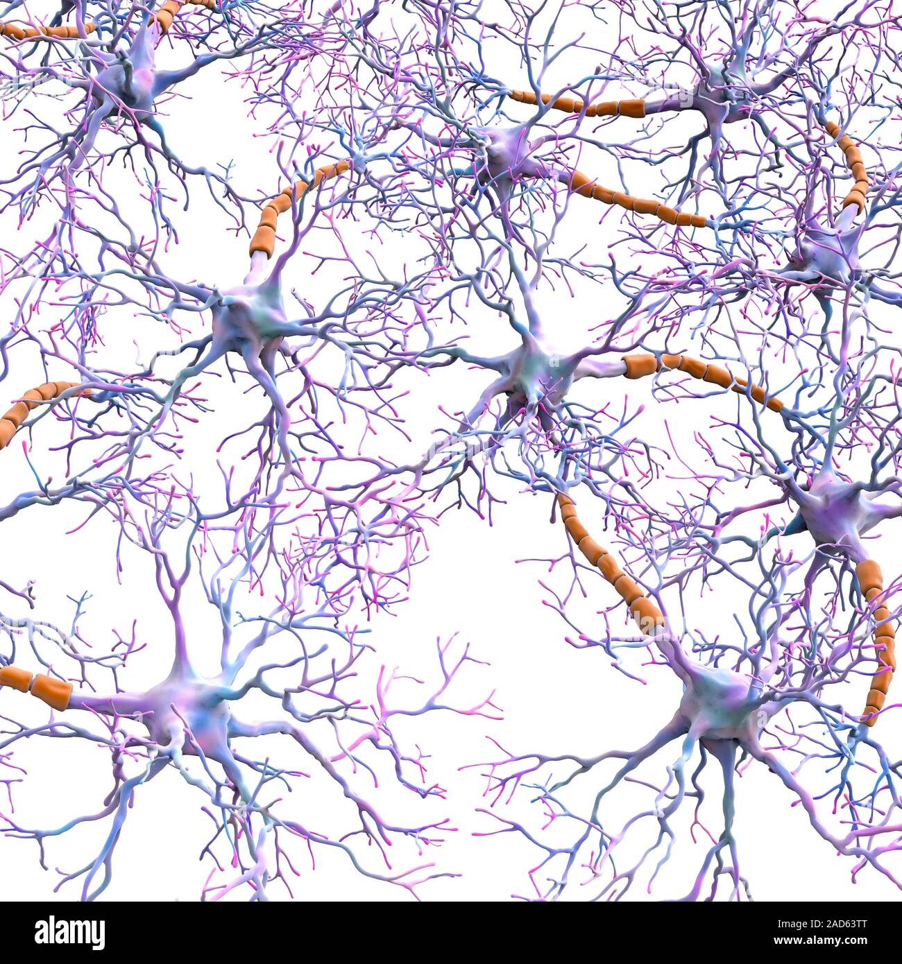 Neural network. Computer artwork of nerve cells or neurons. Neurons are ...
