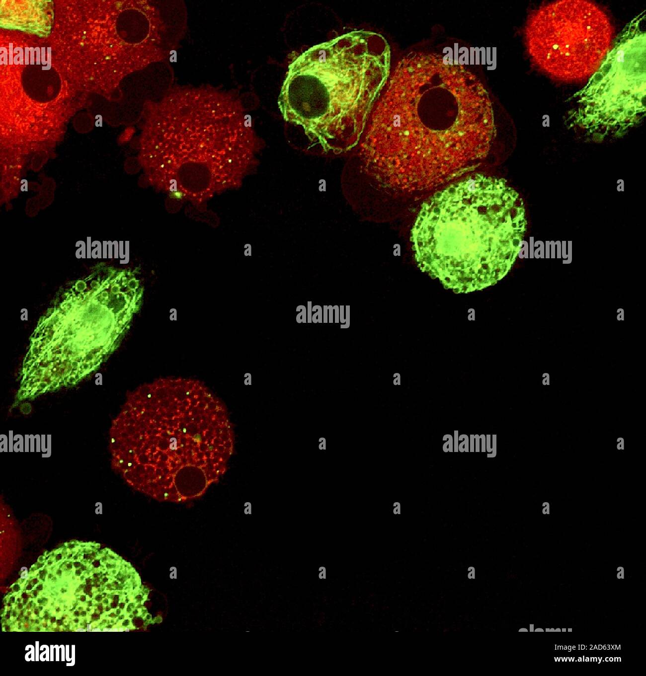 Dendritic cells. Fluorescence light micrograph of dendritic cells, a ...