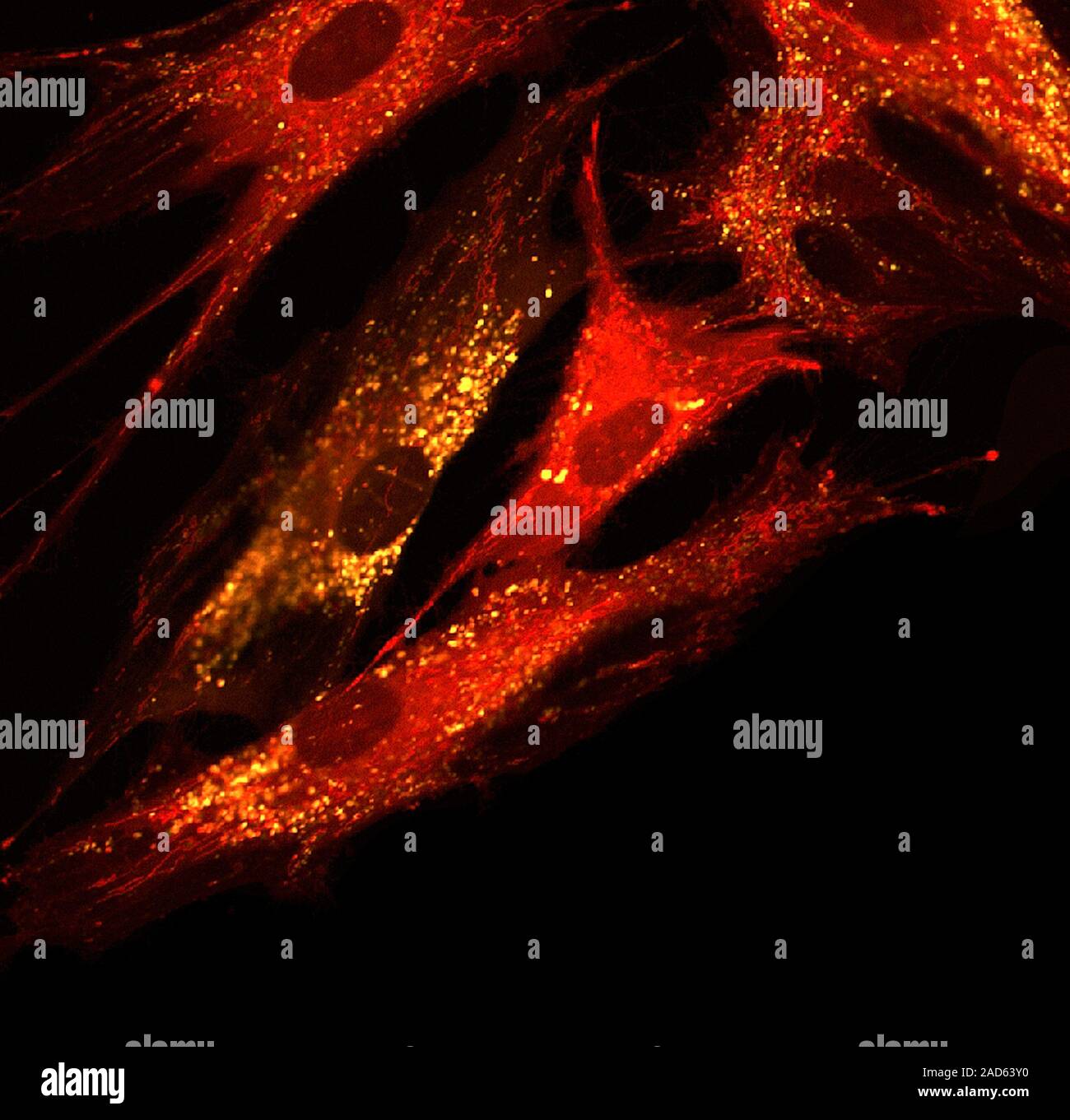 Fibroblast skin cells. Fluorescence light micrograph of fibroblast ...