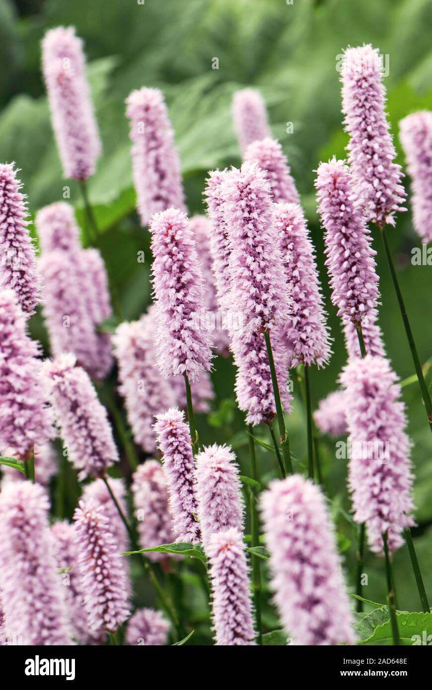 Common bistort (Persicaria bistorta) in flower Stock Photo - Alamy