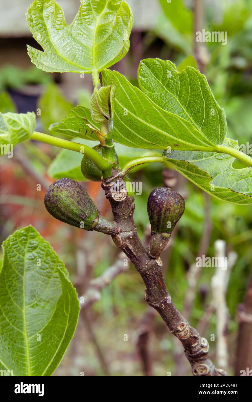 Common fig (Ficus carica) tree in fruit Stock Photo - Alamy
