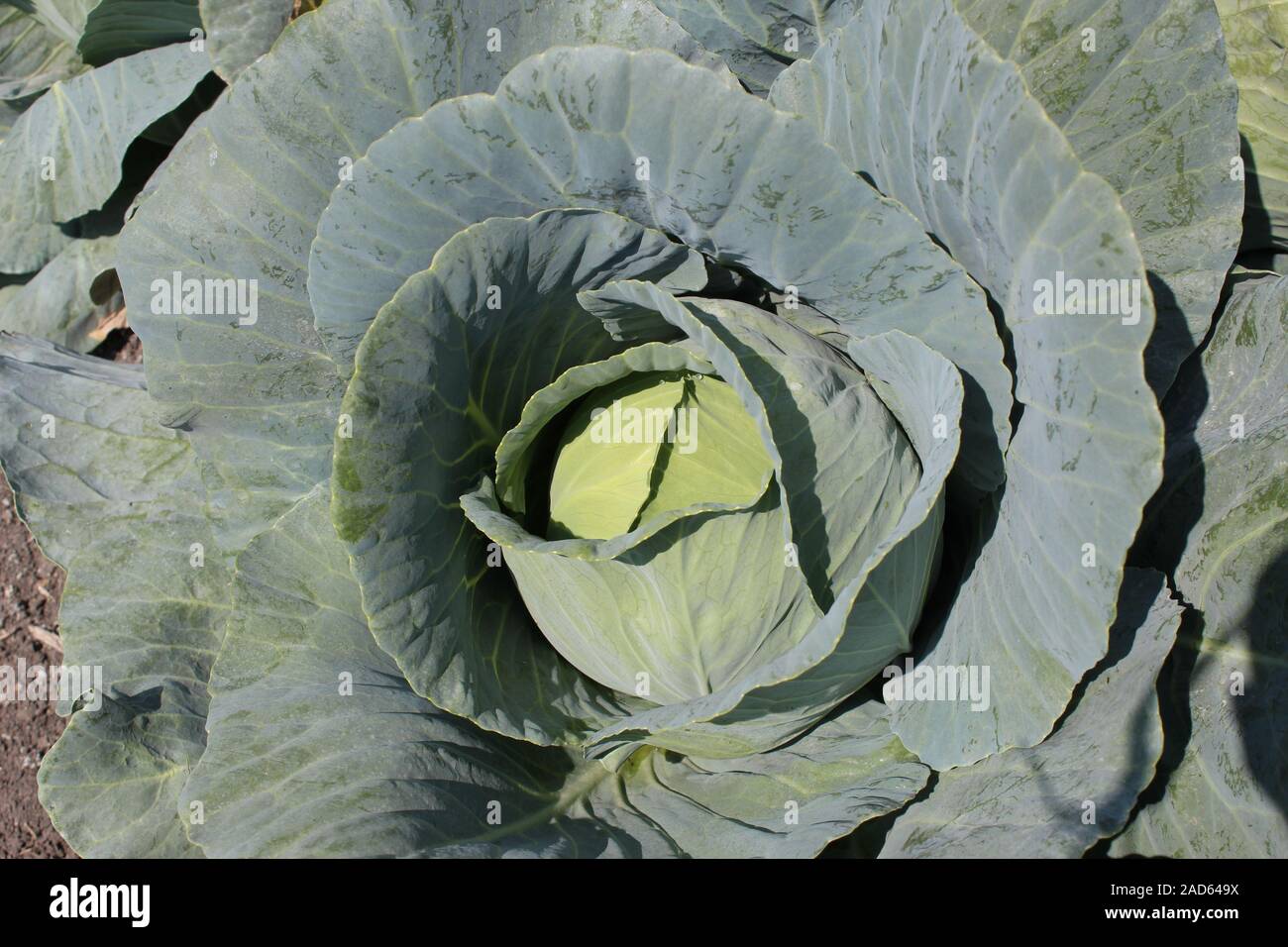Repollo verde hi-res stock photography and images - Alamy