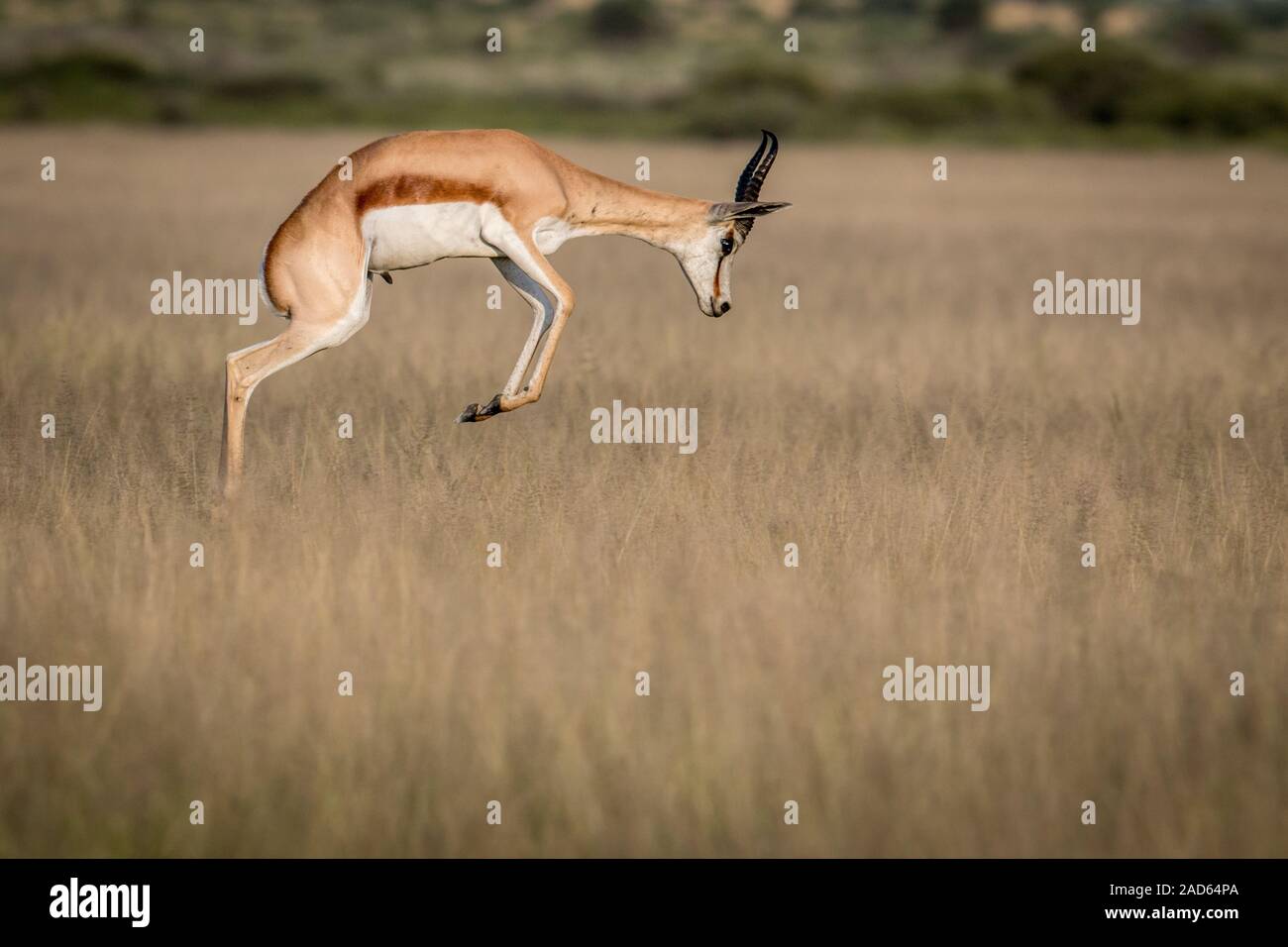 Springbok pronking hi-res stock photography and images - Alamy