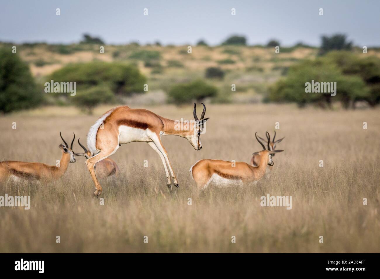 Springbok pronking hi-res stock photography and images - Alamy