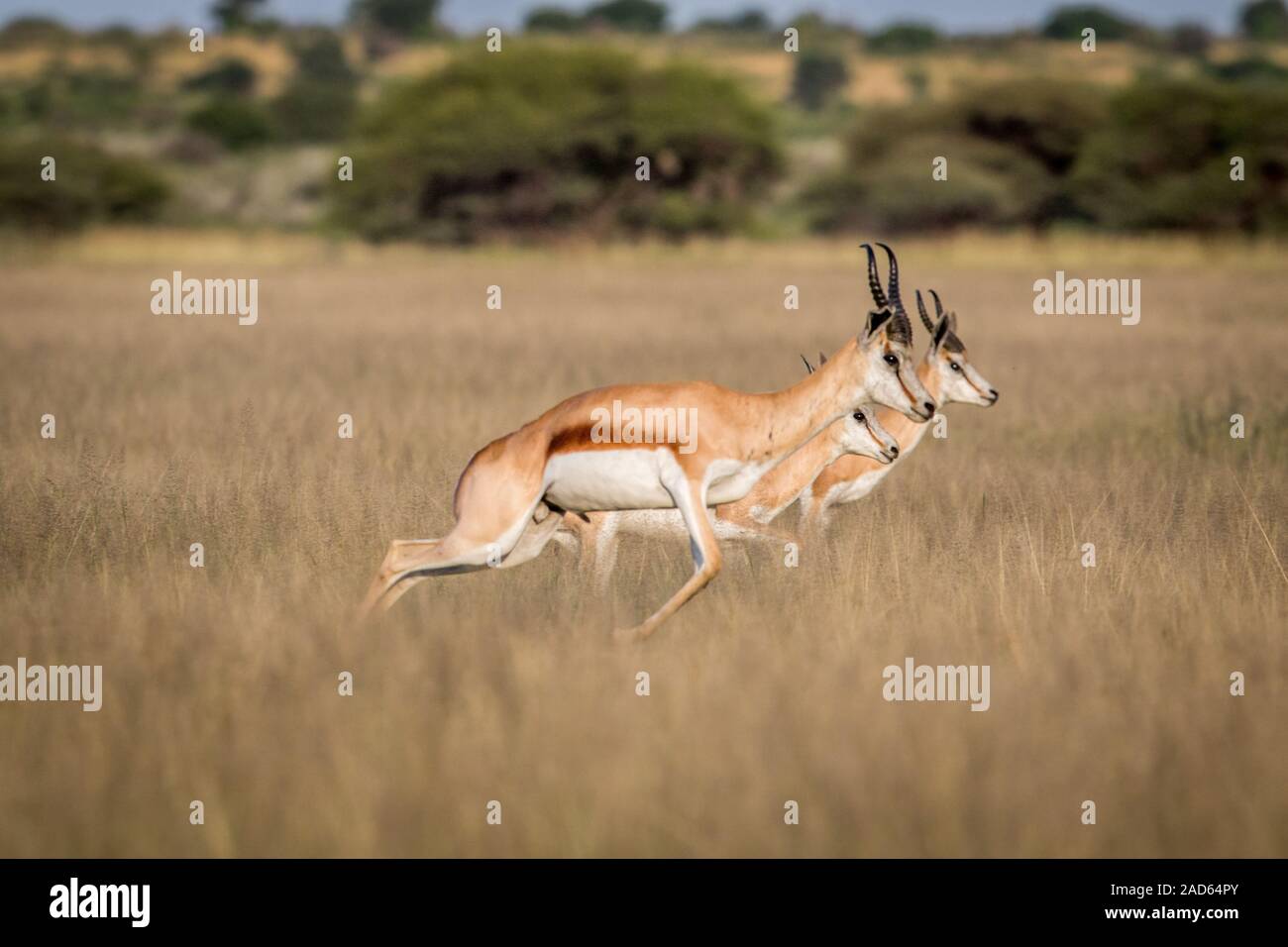 Springboks pronking in the Central Kalahari Stock Photo - Alamy