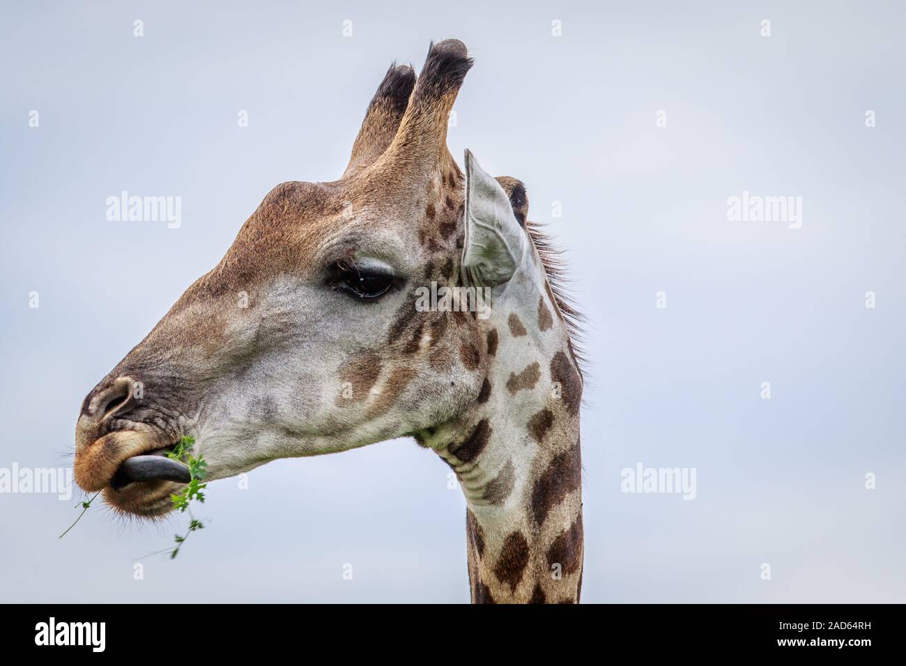Giraffe eating close hi-res stock photography and images - Alamy