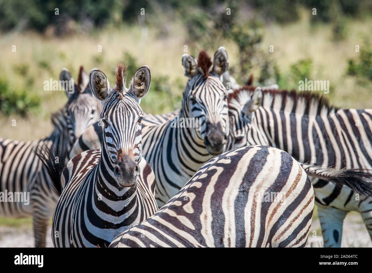 Two beautiful striped zebras hi-res stock photography and images - Alamy