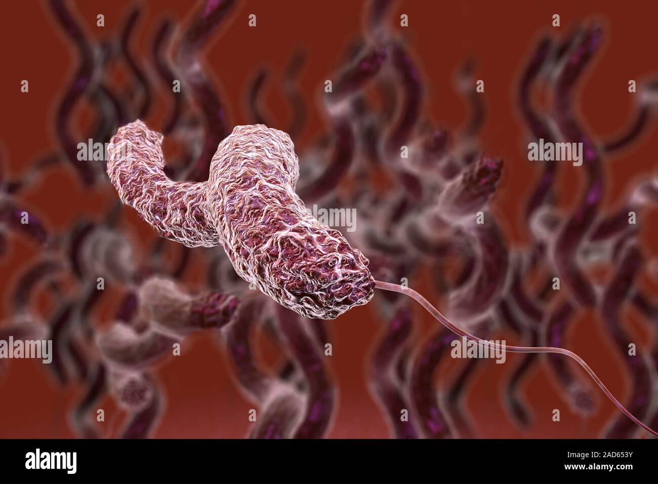 Campylobacter jejuni bacteria, illustration. Campylobacter jejuni is a ...