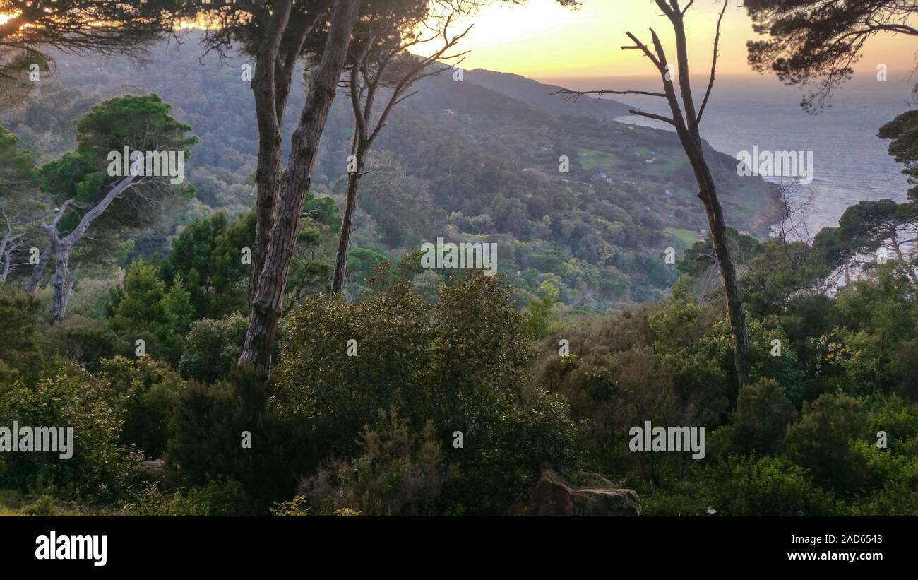 Forest of trees in Perdicaris park in Tangier, Morocco, Africa Stock ...