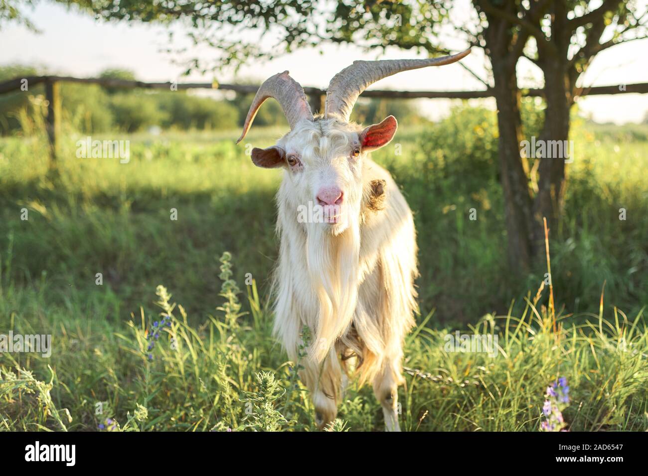Old horned bearded white goat looks at the camera Stock Photo - Alamy
