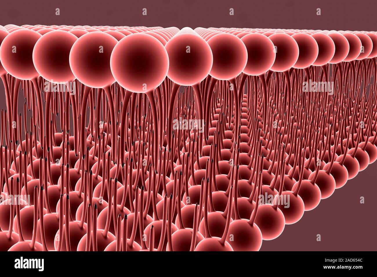 Cell membrane, illustration. The cell membrane is an elastic structure ...