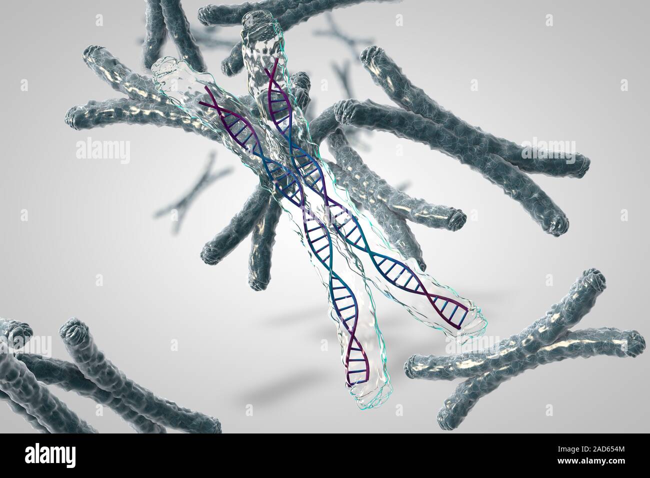 Chromosomes, illustration. Before replication one chromosome consists ...