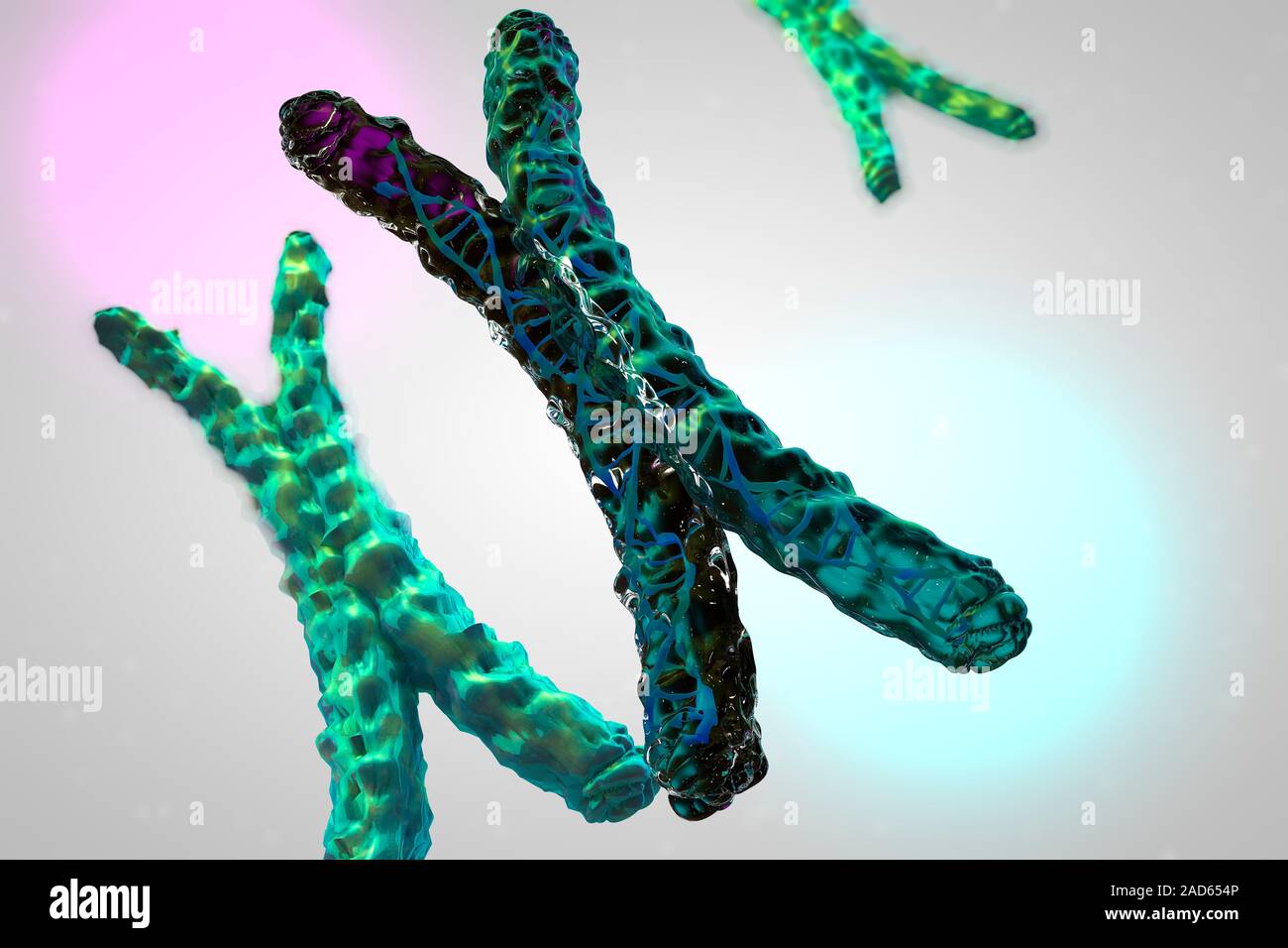 Chromosomes, illustration. Before replication one chromosome consists ...