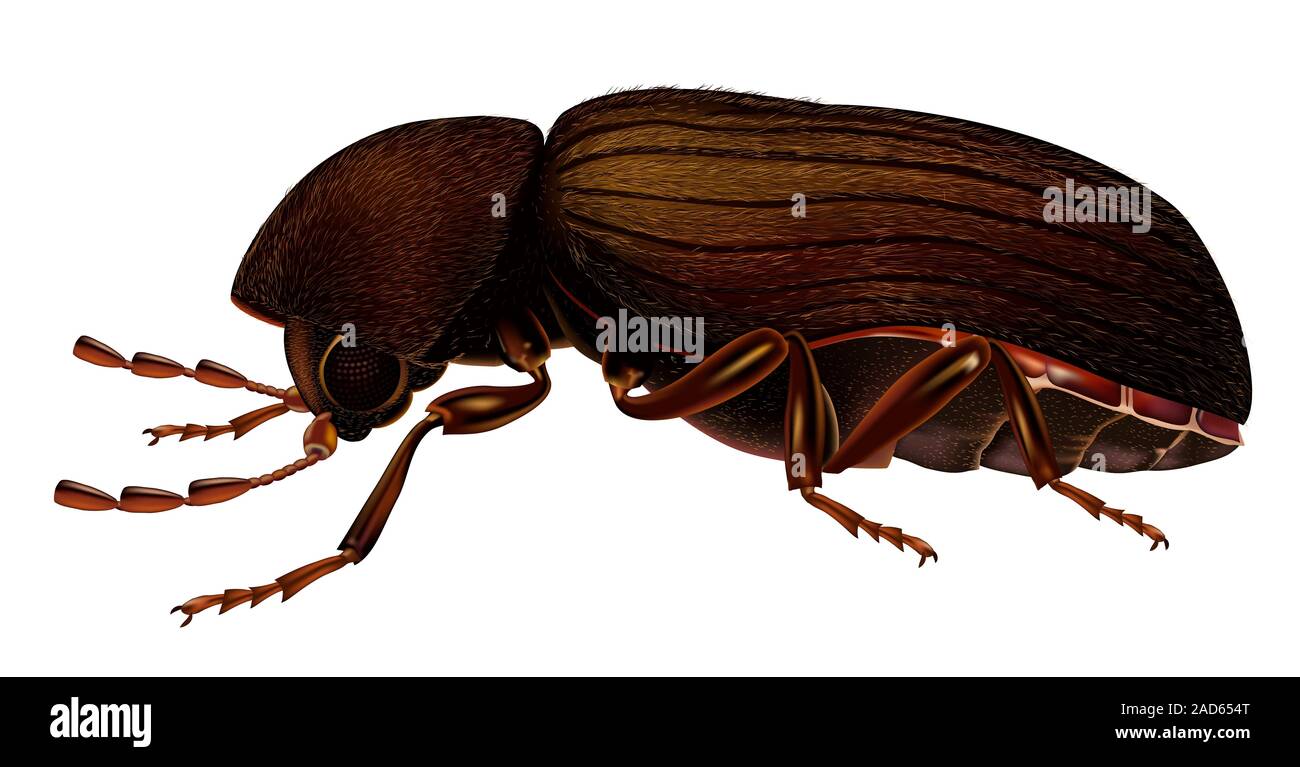 Drugstore beetle, illustration. Drugstore beetles (Stegobium paniceum ...