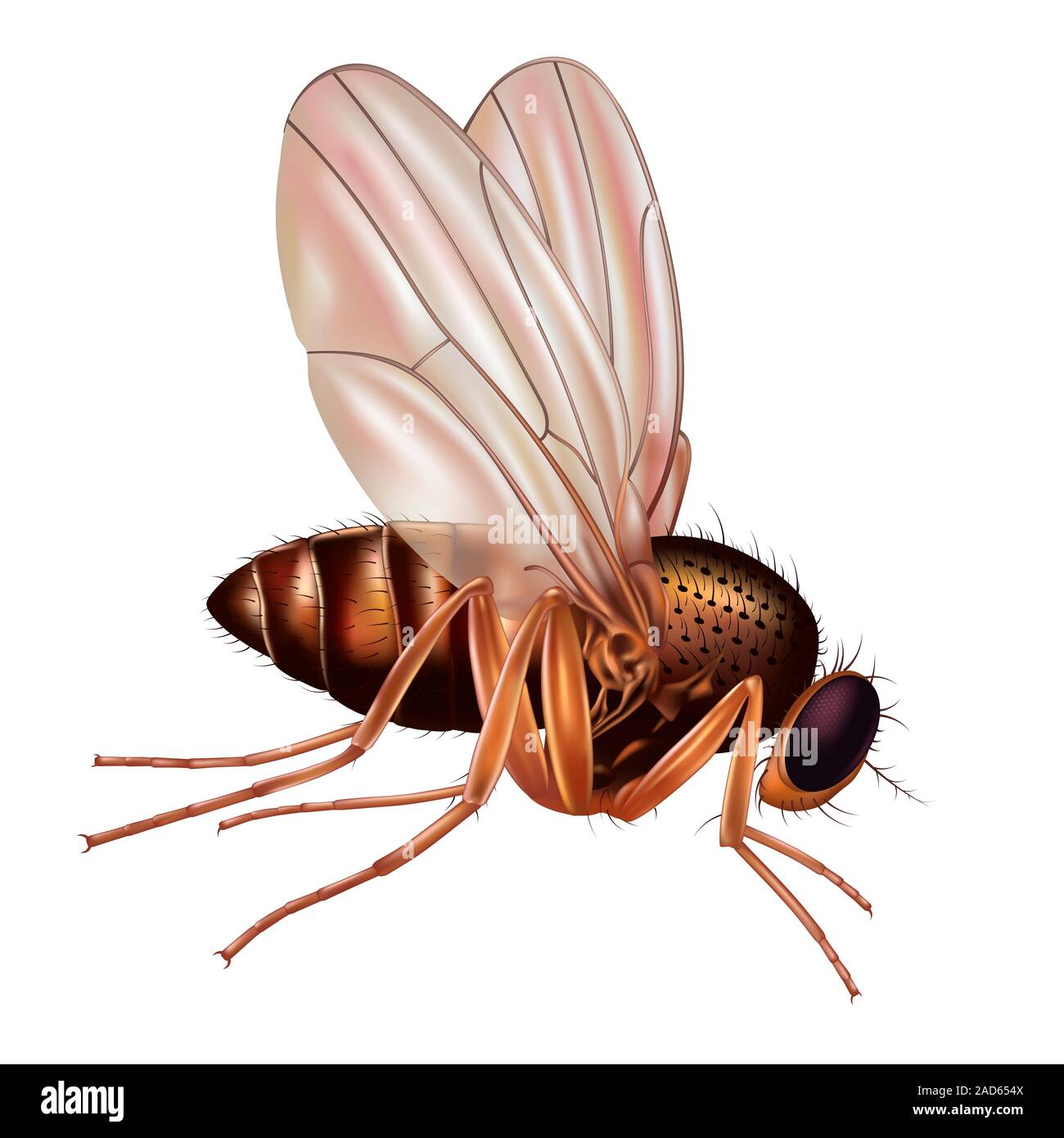 Fruit fly, illustration. The common fruit fly (Drosophila melanogaster ...