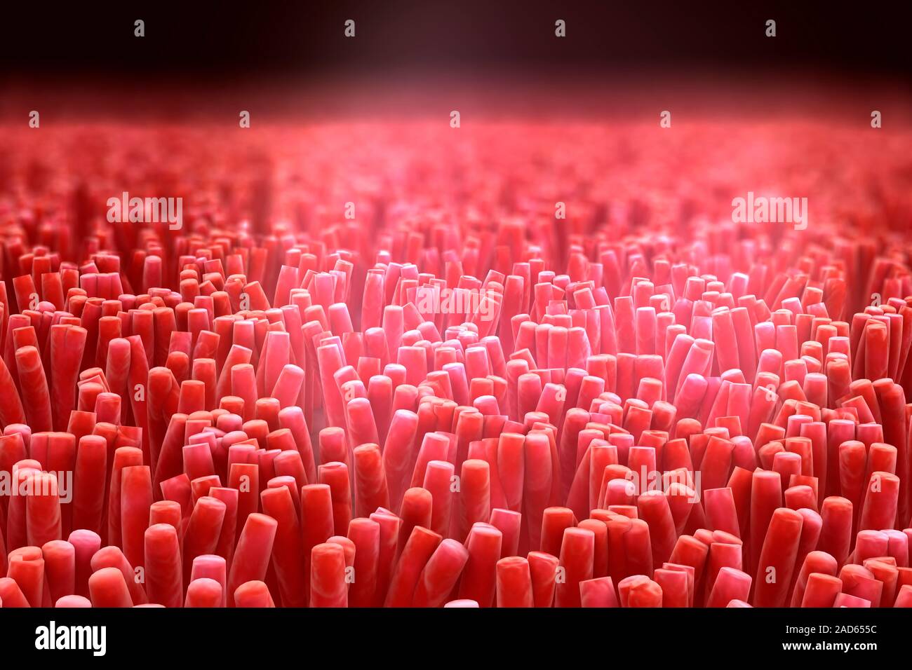 Intestinal villi, illustration. Villi (finger-like projections ...