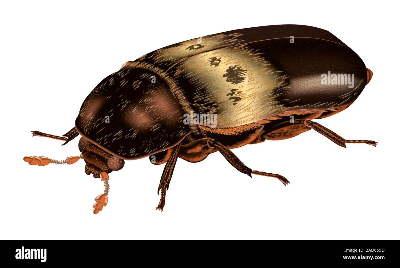 Larder beetle, illustration. The larder beetle (Dermestes lardarius) is ...