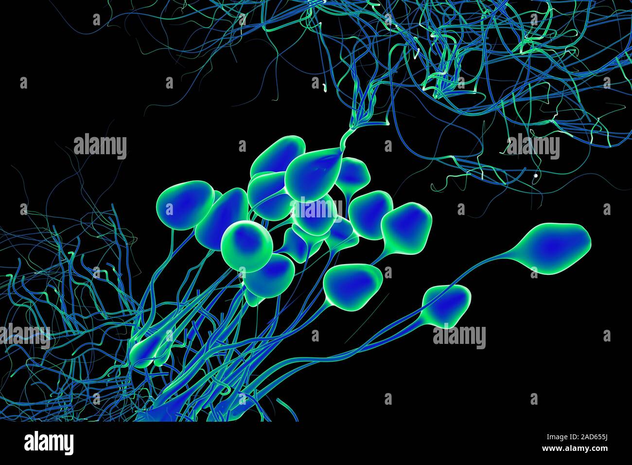 Neuronal columns in zebrafish, illustration. In zebrafish neuronal ... Neuronal columns in zebrafish, illustration. In zebrafish neuronal ...