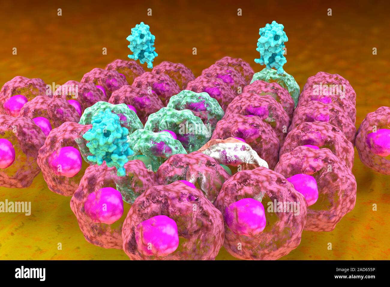 Pancreatic islet, illustration. In 1869 pancreatic islets or islets of ...