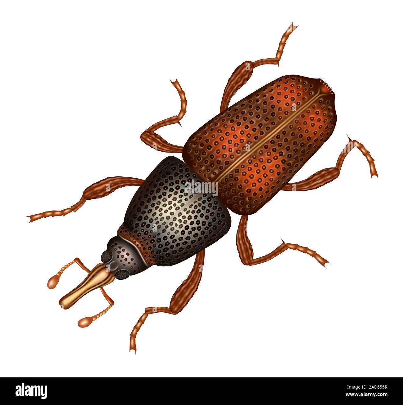 Rice weevil, illustration. The rice weevil (Sitophilus oryzae) is a ...
