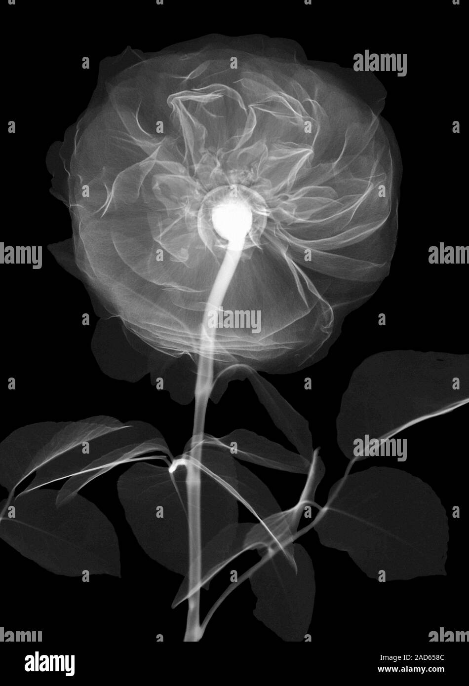 Not for print or poster uses Rose (Rosa sp.) flower, X-ray Stock Photo ...