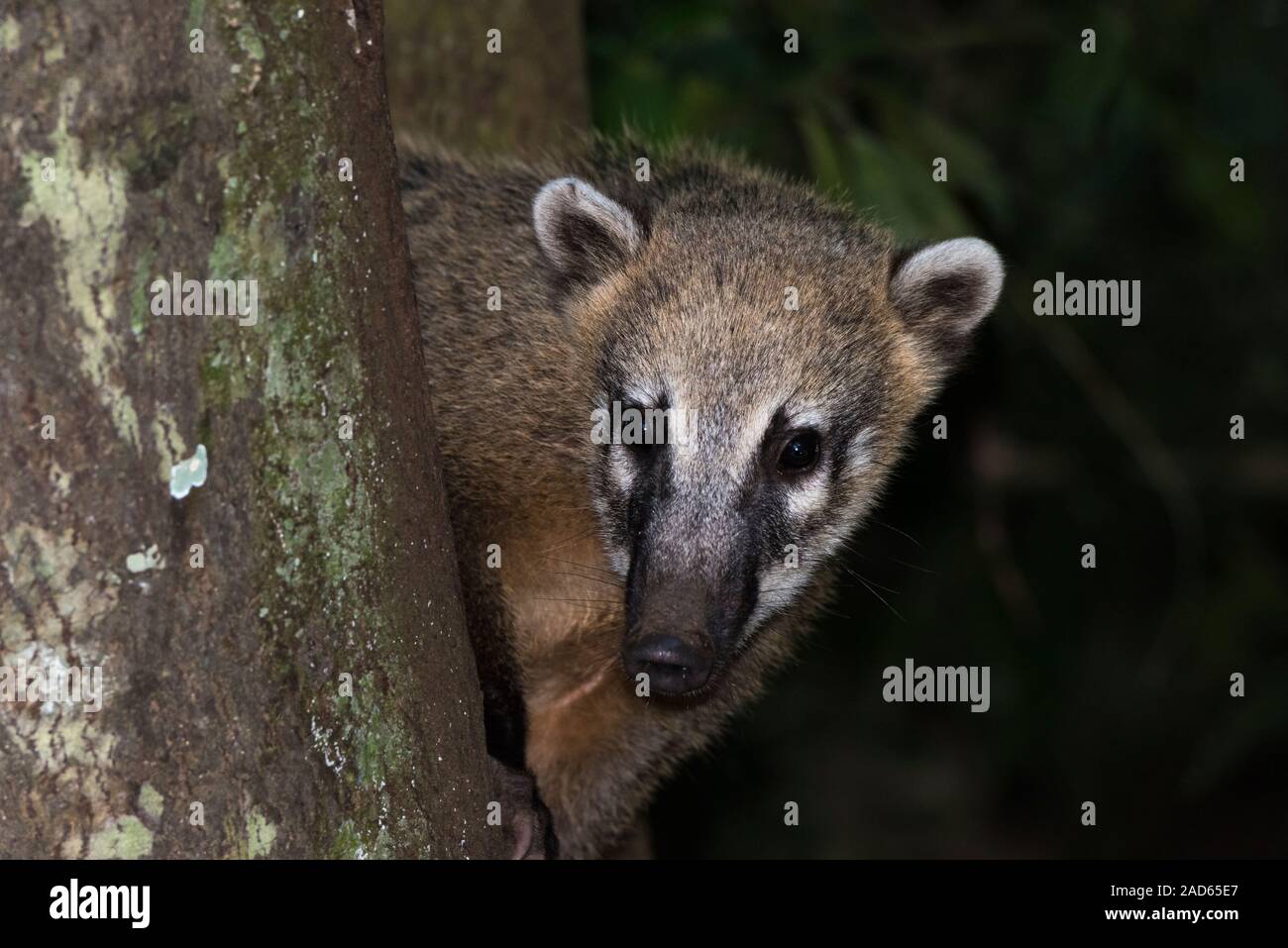 South American coati. South American coatis (Nasua nasua), also known ...