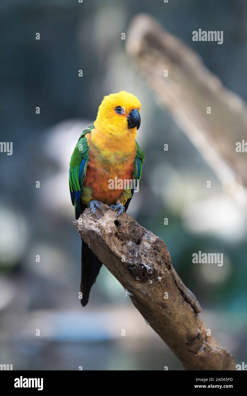 Jandaya parakeet (Guaruba guarouba) in a tree. This small neotropical ...