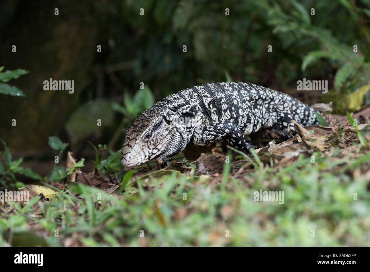 Tegu (family Teiidae) lizard. These large predatory lizards are native ...