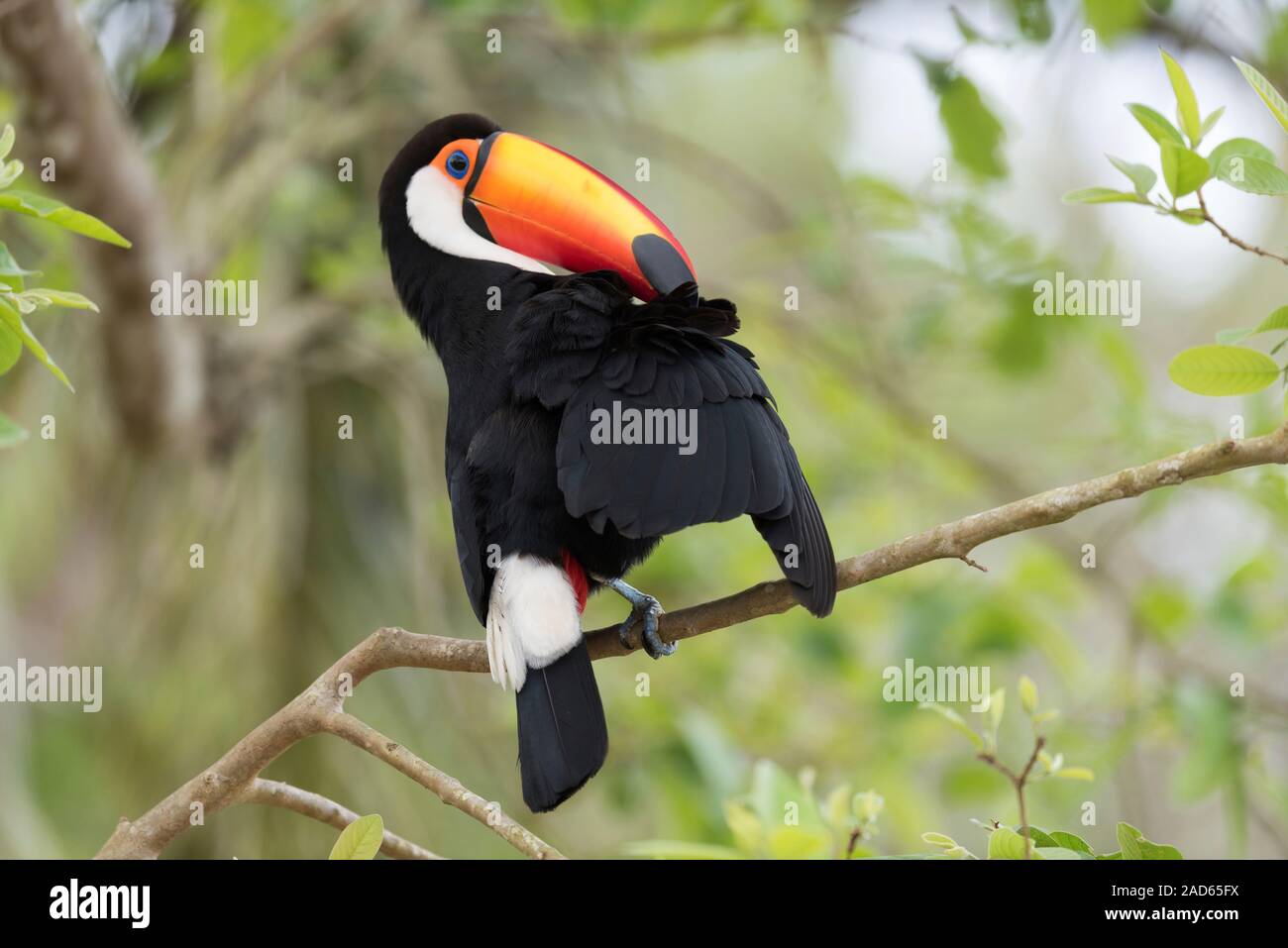Toco toucan (Ramphastos toco) preening itself in a tree. The toco ...