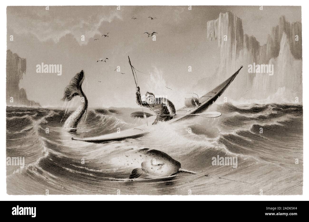 Inuit narwhal hunter paddling kayak on a narwhal hunt. Living in the ...