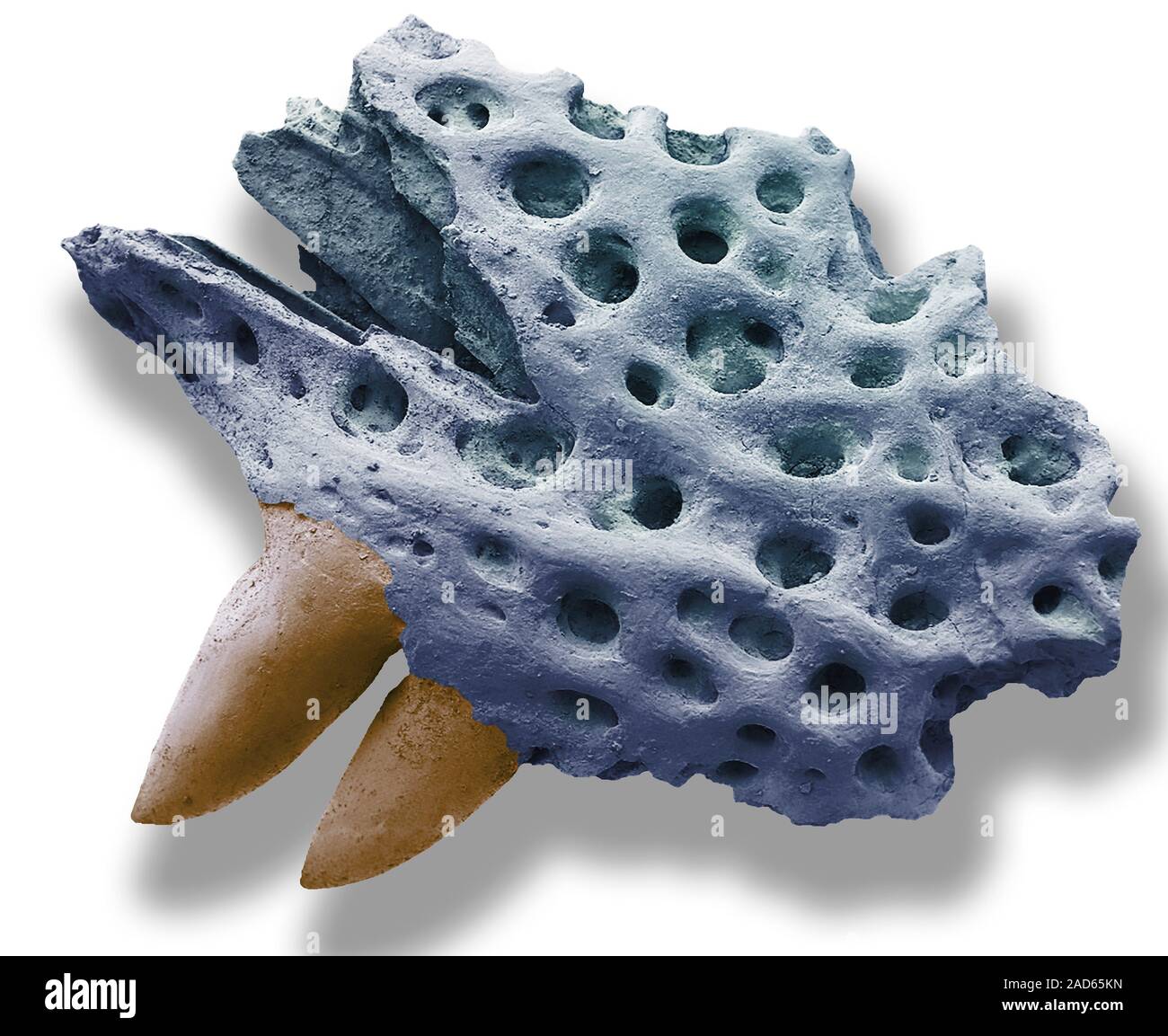 Reptile jaw fossil. Coloured scanning electron micrograph (SEM) of part ...