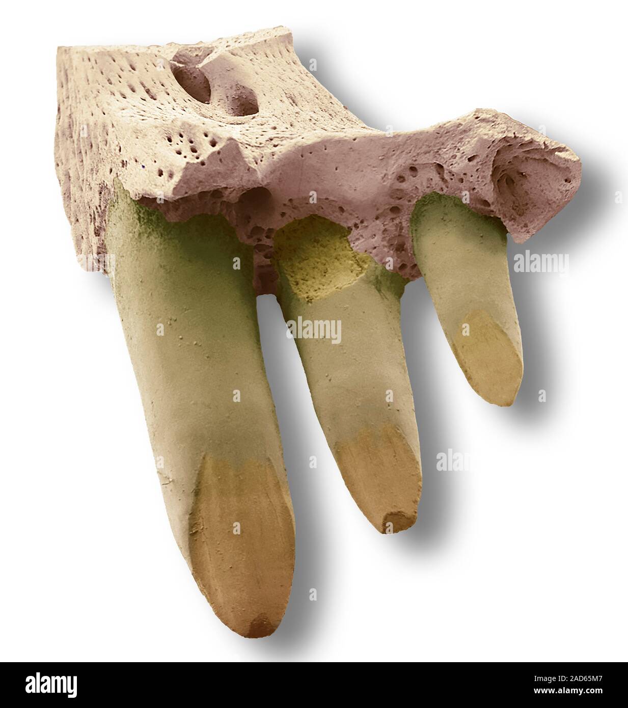 Reptile jaw fossil. Coloured scanning electron micrograph (SEM) of part ...