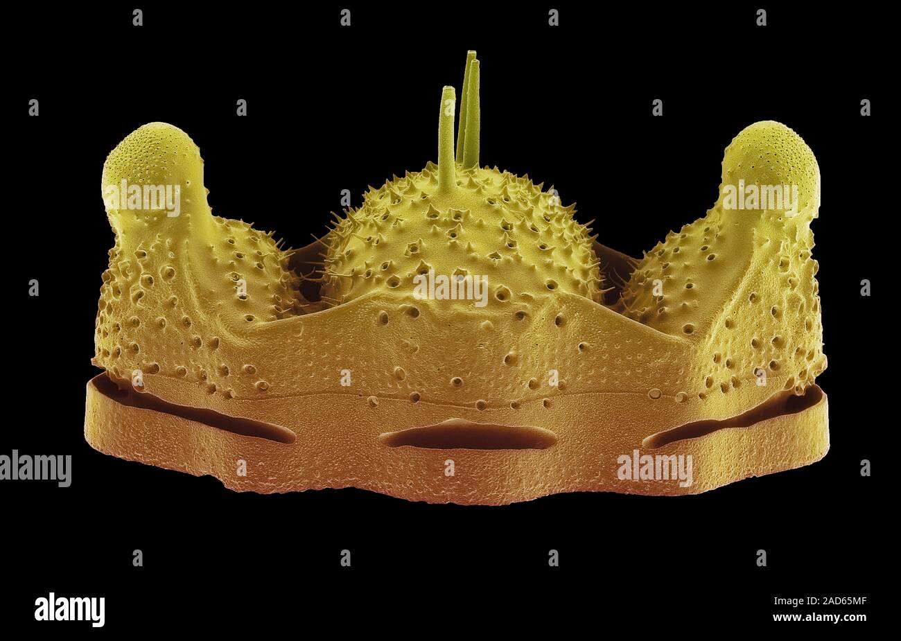 Biddulphia diatom. Coloured scanning electron micrograph (SEM) of ...