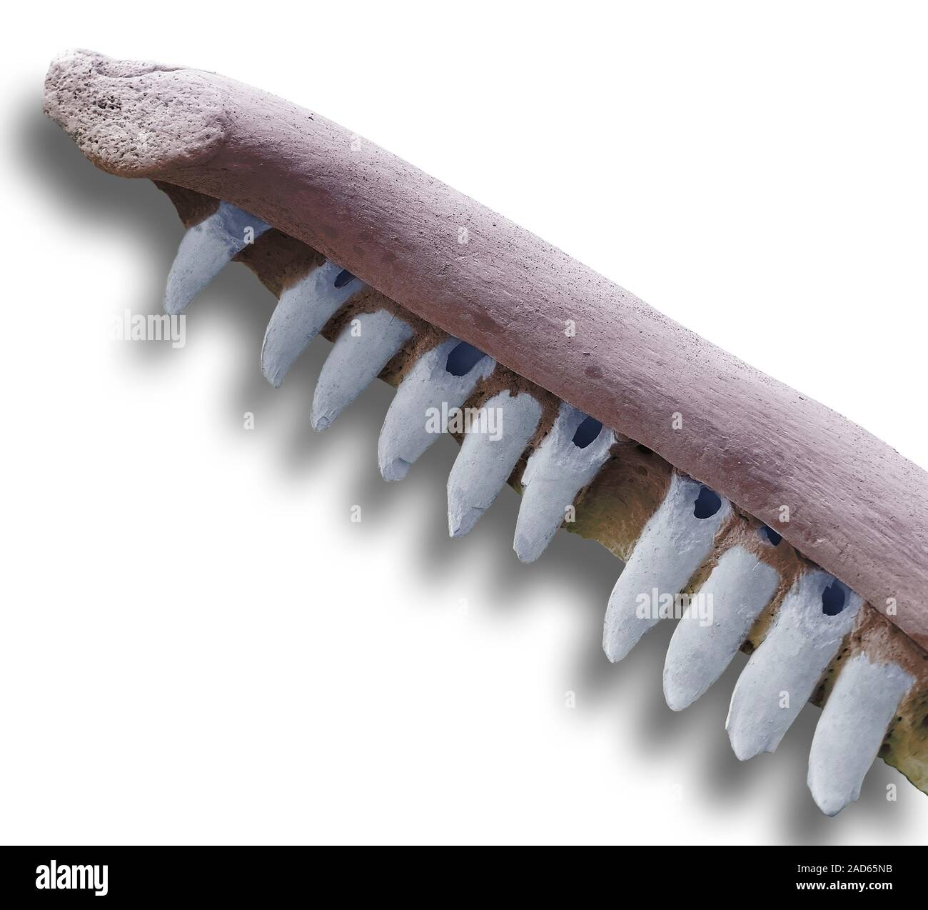 Iguanid reptile jaw fossil. Coloured scanning electron micrograph (SEM ...