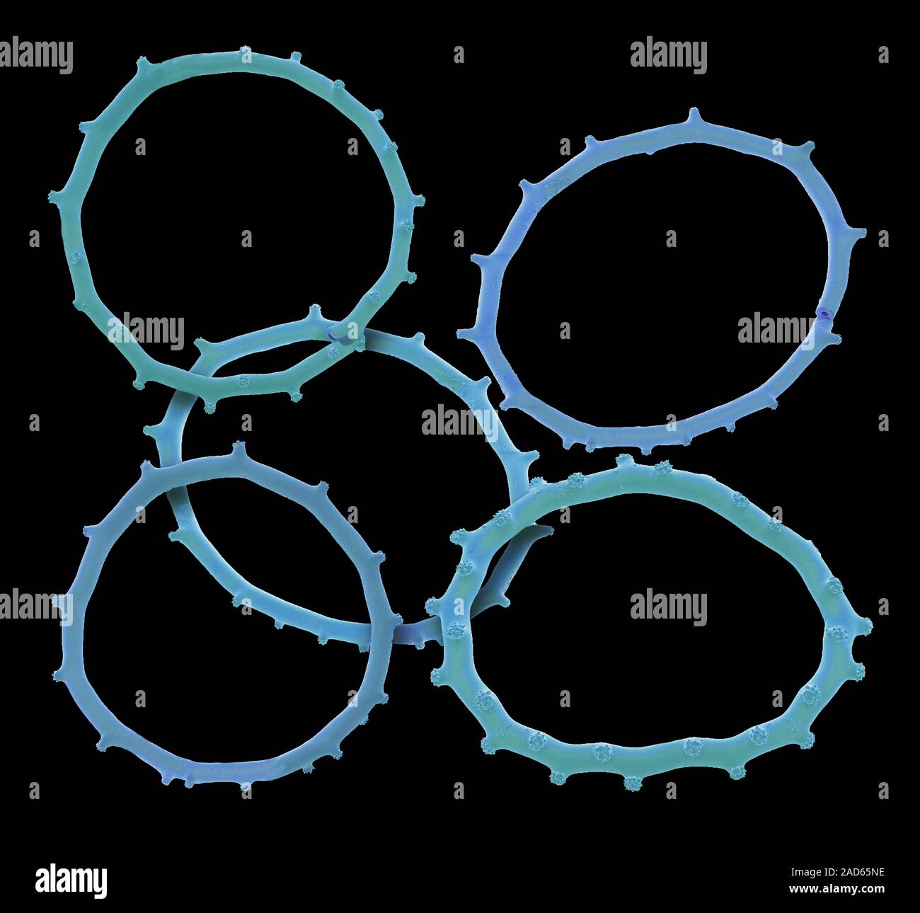 Sponge spicules. Coloured scanning electron micrograph (SEM) of ...