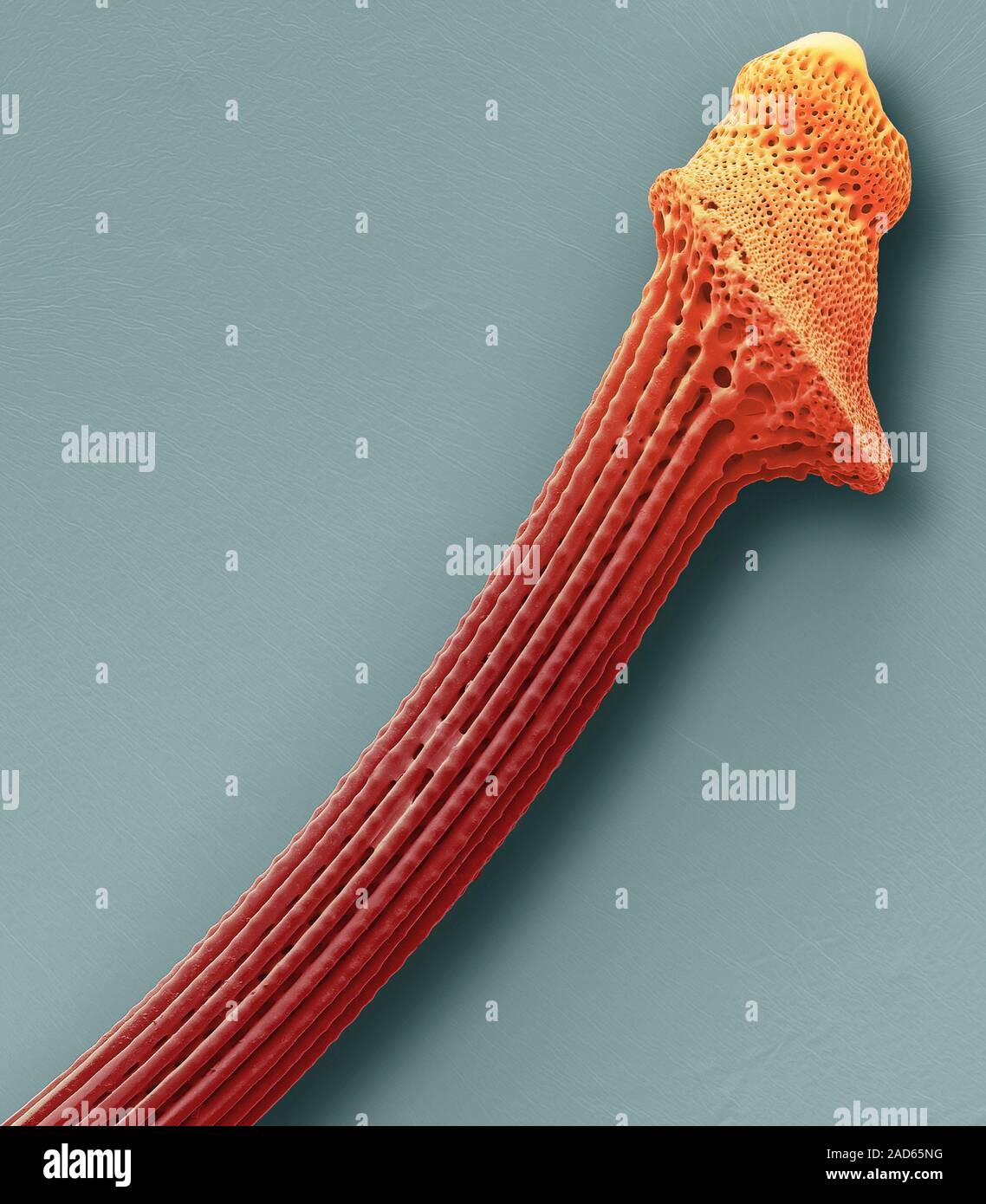 Fossil sea urchin spine. Coloured scanning electron micrograph (SEM) of ...