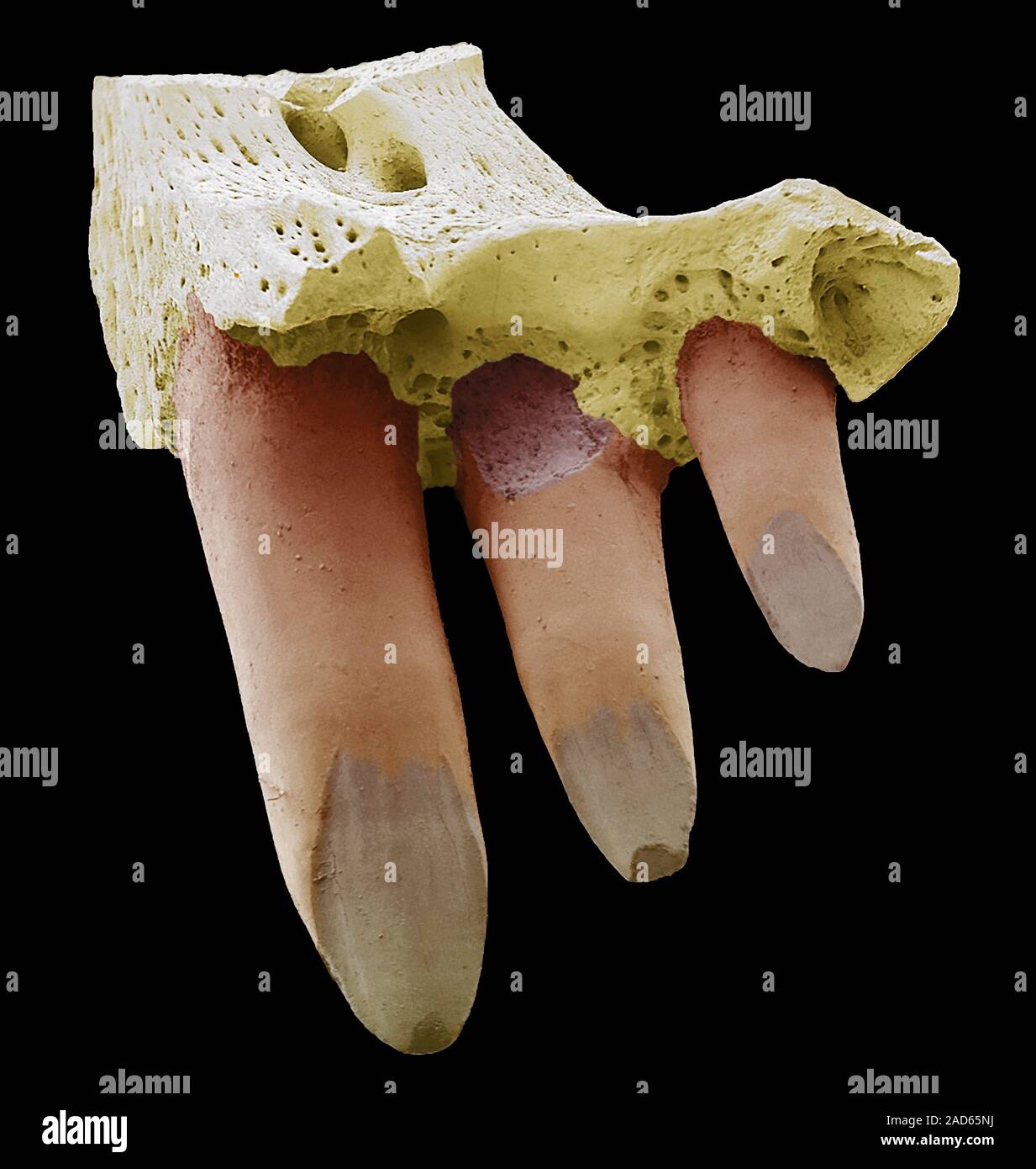 Reptile jaw fossil. Coloured scanning electron micrograph (SEM) of part ...