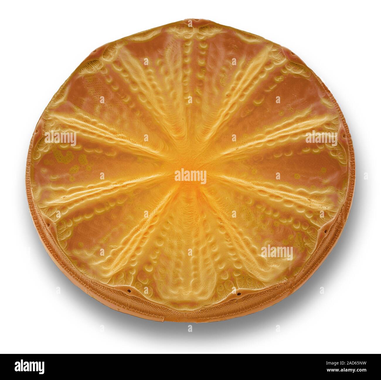 Diatom. Coloured scanning electron micrograph (SEM) of an Actinoptychus ...