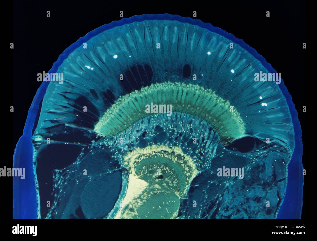 Crayfish compound eye. Light micrograph (LM) of a longitudinal section ...