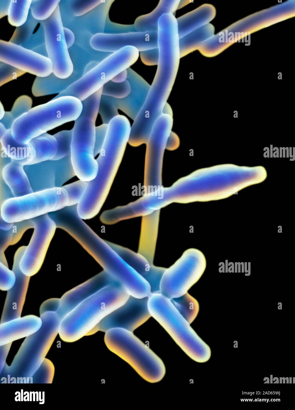 Coloured scanning electron micrograph (SEM) of Listeria monocytogenes ...