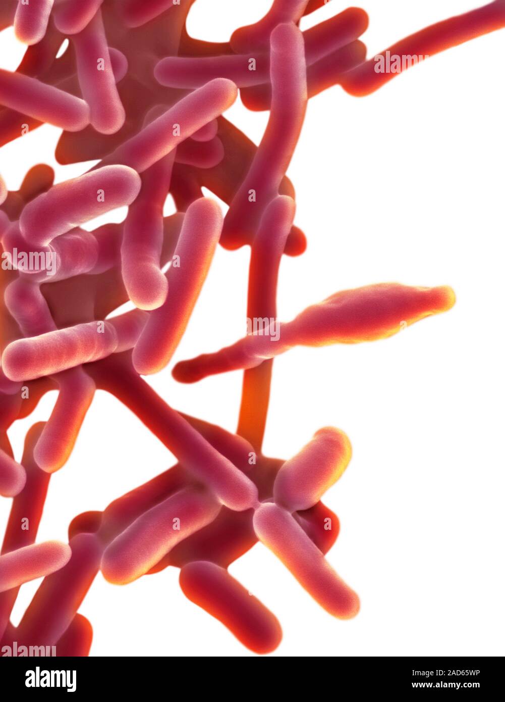 Coloured scanning electron micrograph (SEM) of Listeria monocytogenes ...