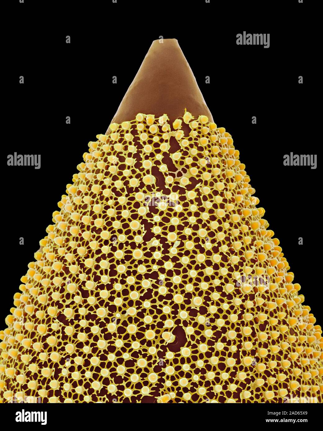 Coloured scanning electron micrograph (SEM) of the tip of the cap of a ...