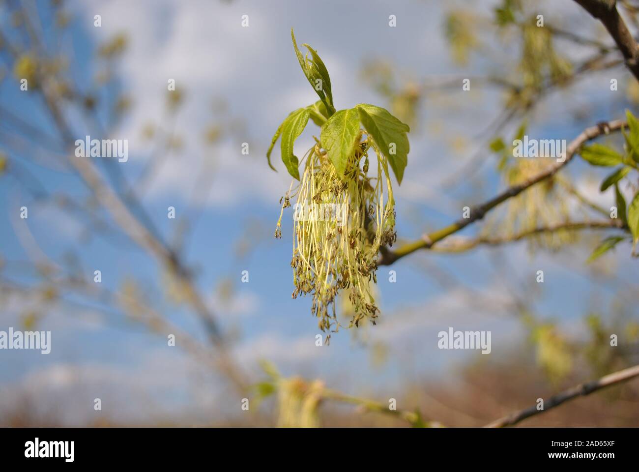 Blooming Ash tree (Fraxinus) green flowerson branches, blurry cloudy ...
