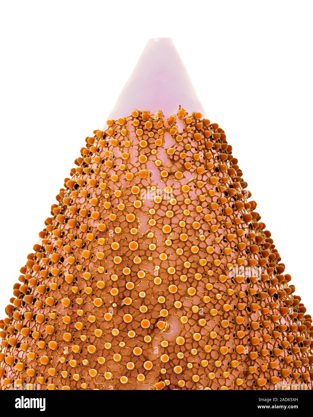 Coloured scanning electron micrograph (SEM) of the tip of the cap of a ...