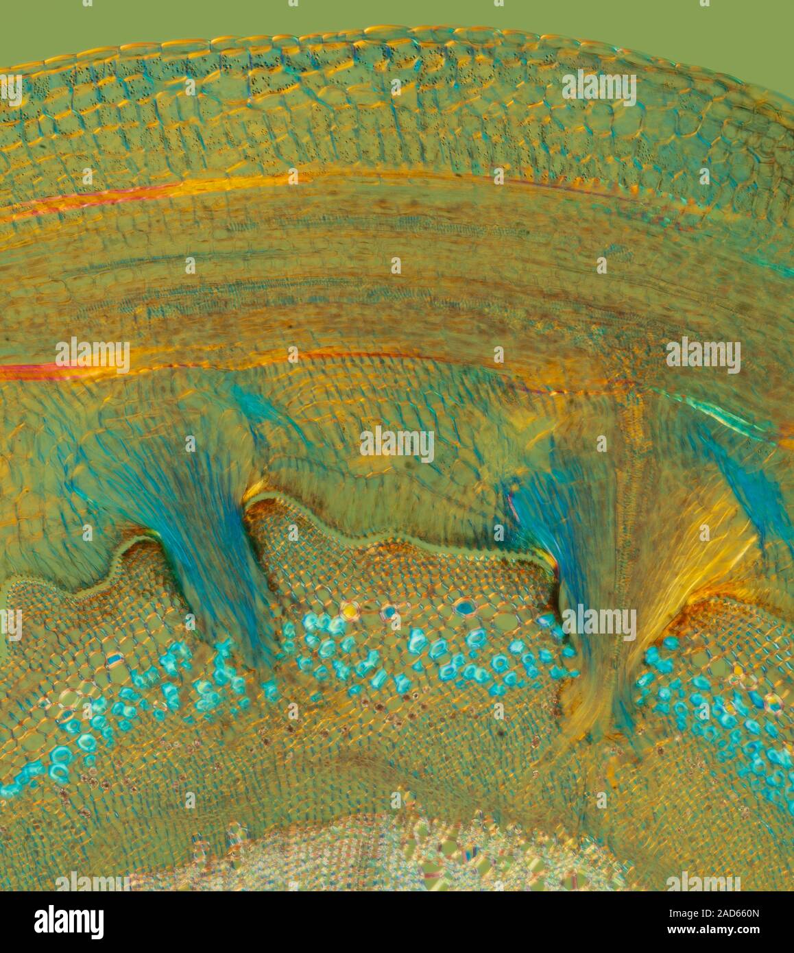 Polarised light micrograph of a dodder (Cuscuta sp.) plant on its host ...