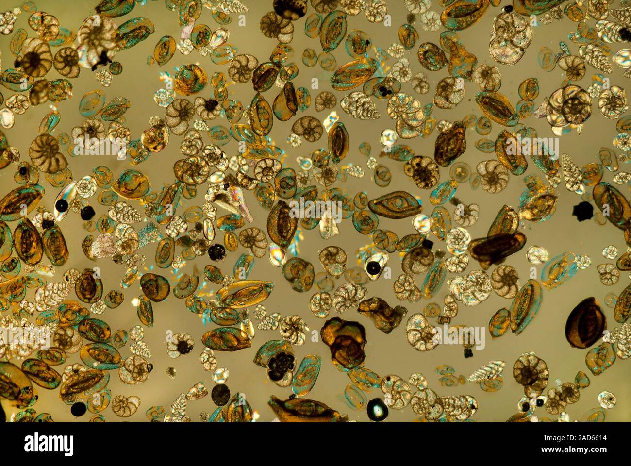 Polarised light micrograph of foraminifera shells. Foraminifera are ...