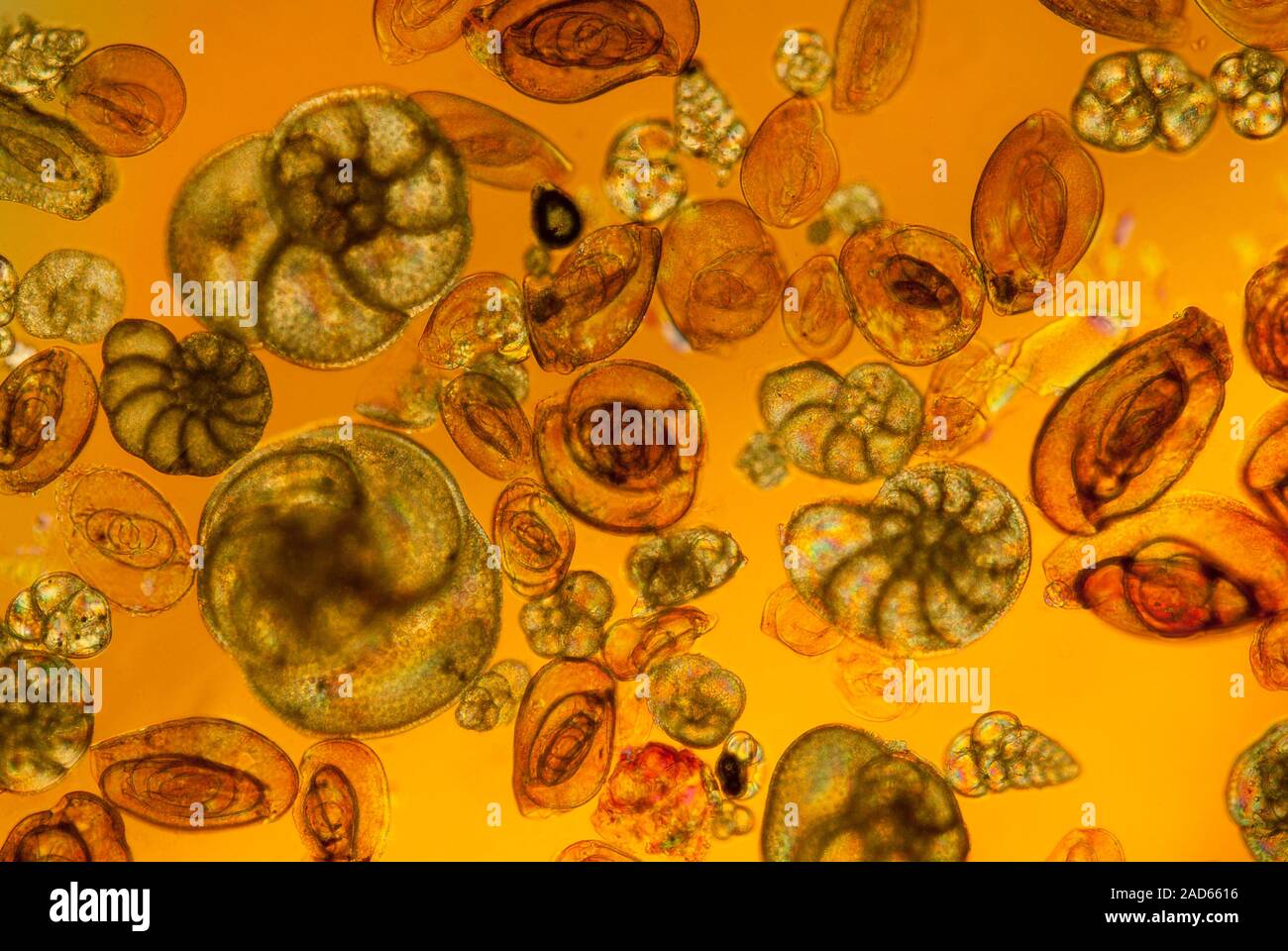 Polarised light micrograph of foraminifera shells. Foraminifera are ...
